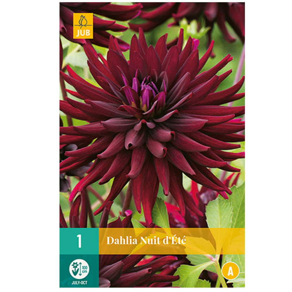 1 dahlia nuit dété | Truffaut