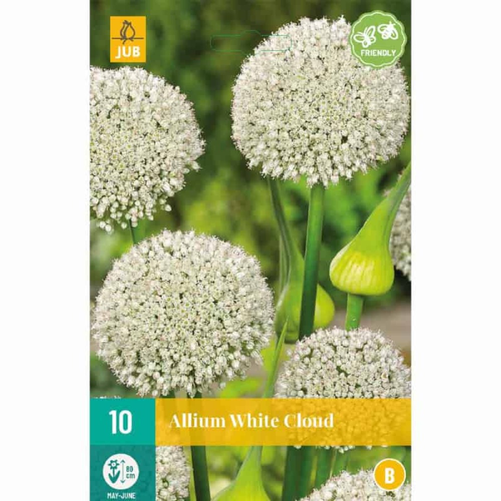 10 alliums white cloud | Truffaut