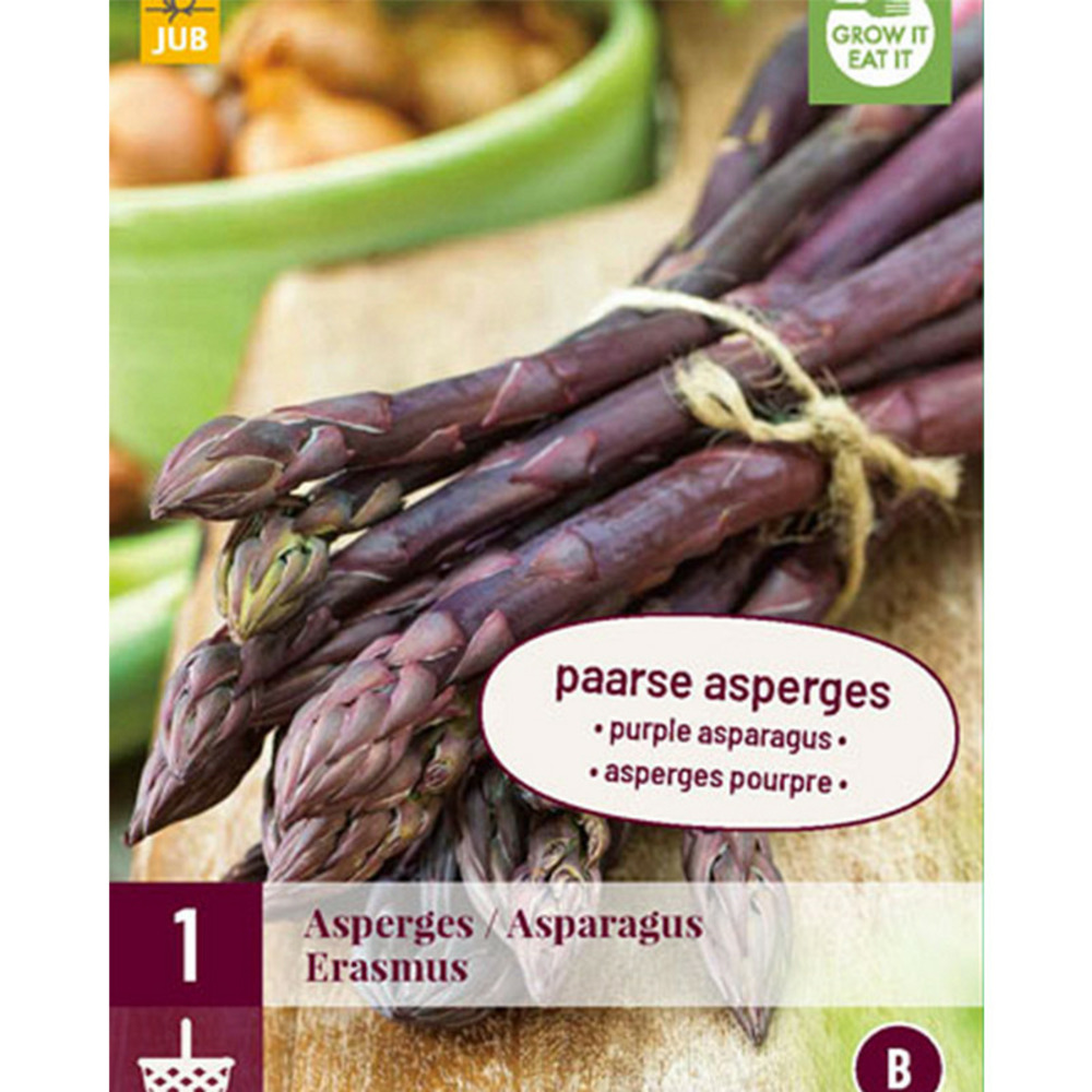 1 plant d'asperge erasmus | Truffaut