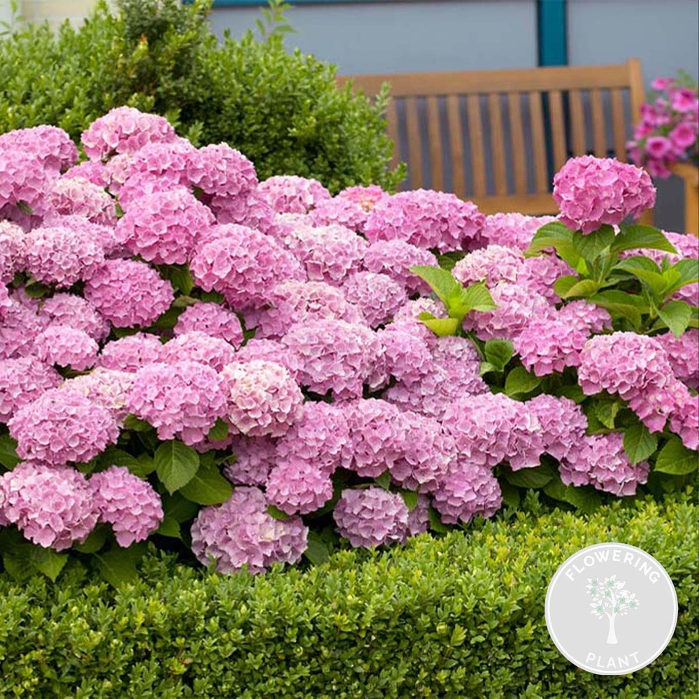 Hydrangea macrophylla 'early rosa' – hortensia – arbuste - rustique ...