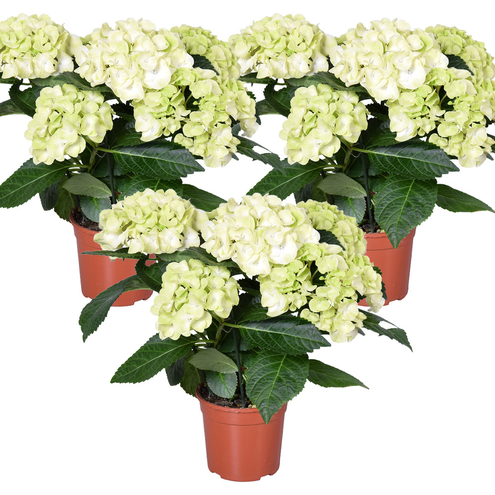 3x hydrangea macrophylla 'schneeball' - hortensia - arbuste - rustique ...