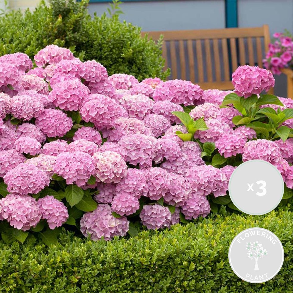 3x hydrangea macrophylla 'early rosa' - hortensia - arbuste - rustique ...
