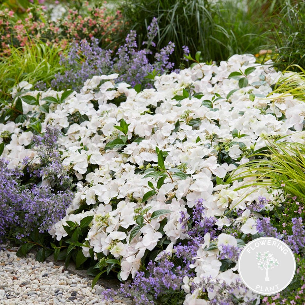 Hydrangea paniculata hybride 'runaway bride' - hortensia - arbuste ...