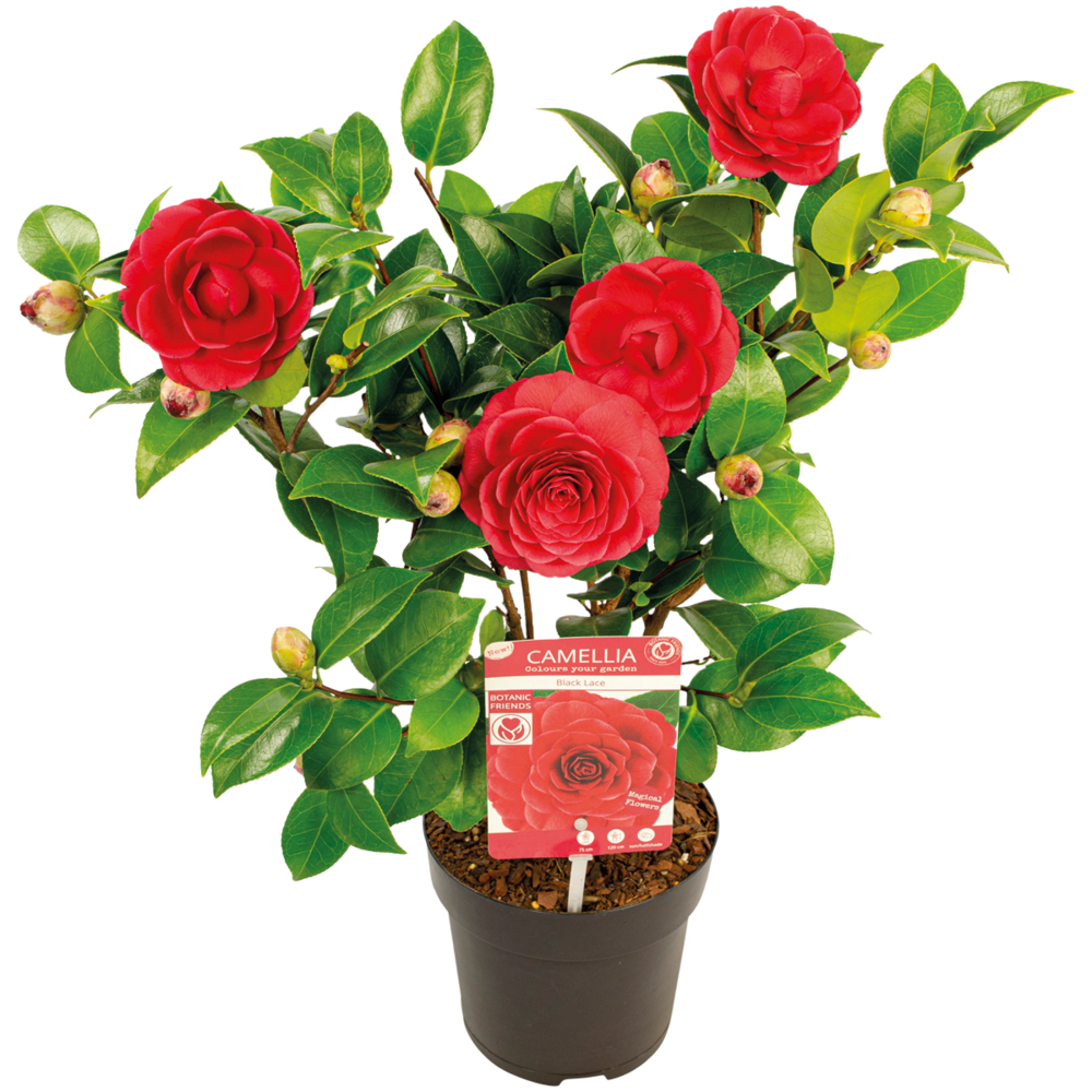 Rosier Buisson Persistant