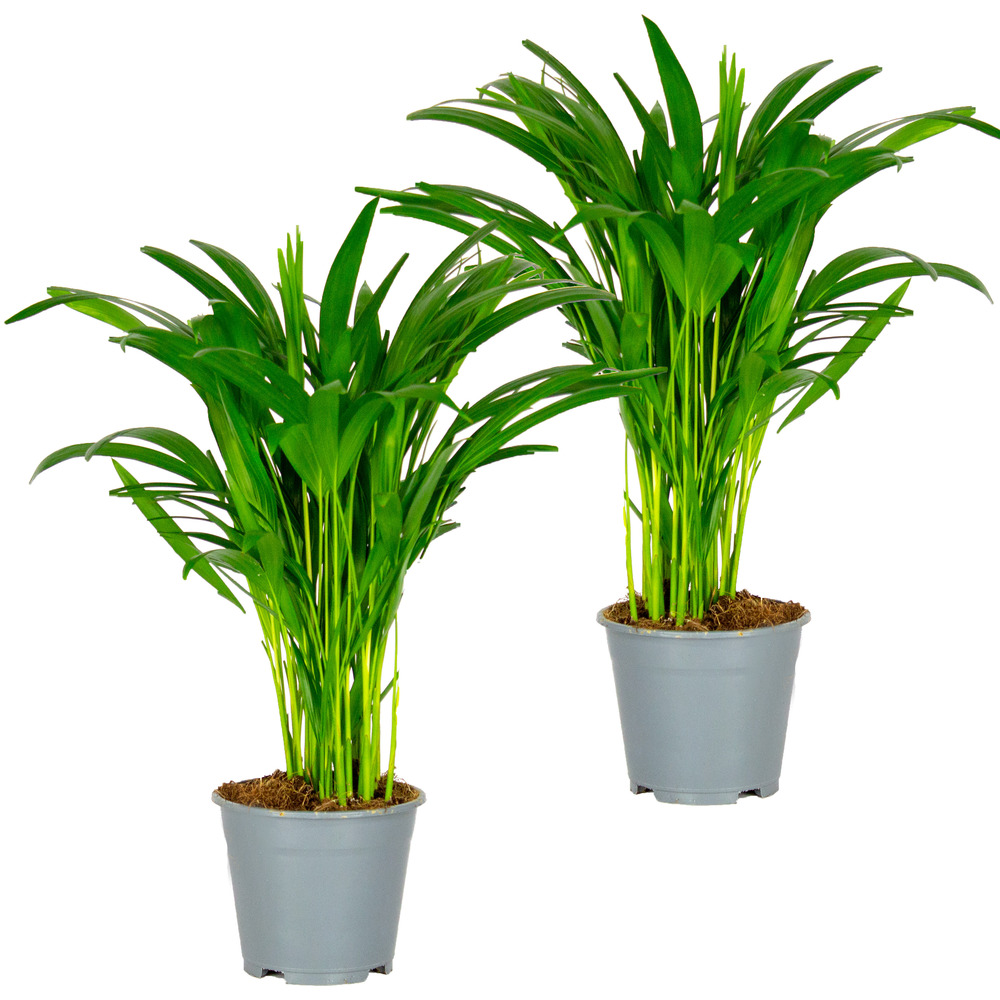 2x dypsis lutescens - palmier dorés - plante d'intérieur - entretien ...