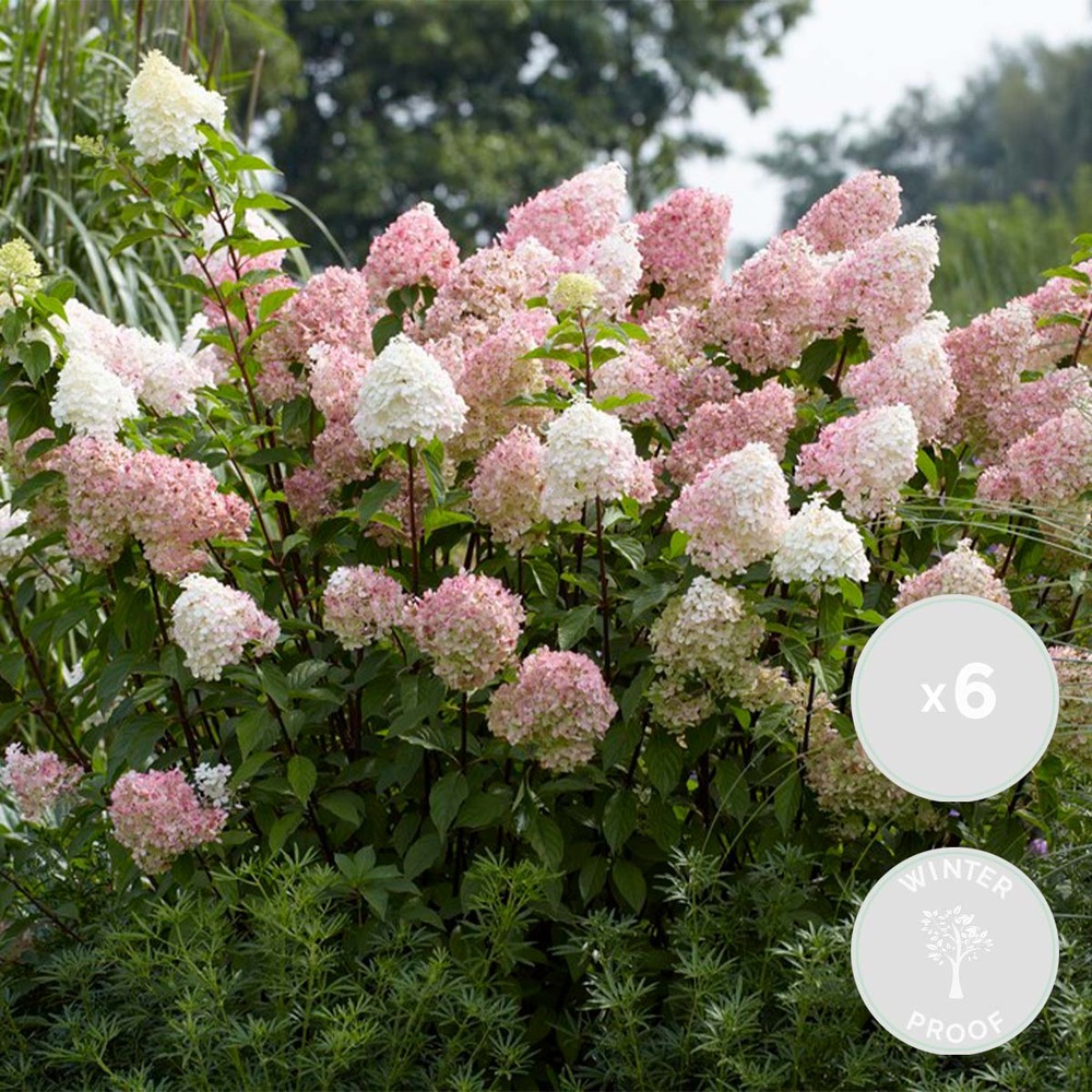 6x hydrangea ‘vanille-fraise’ – hortensia plumé – arbuste – rustique ...