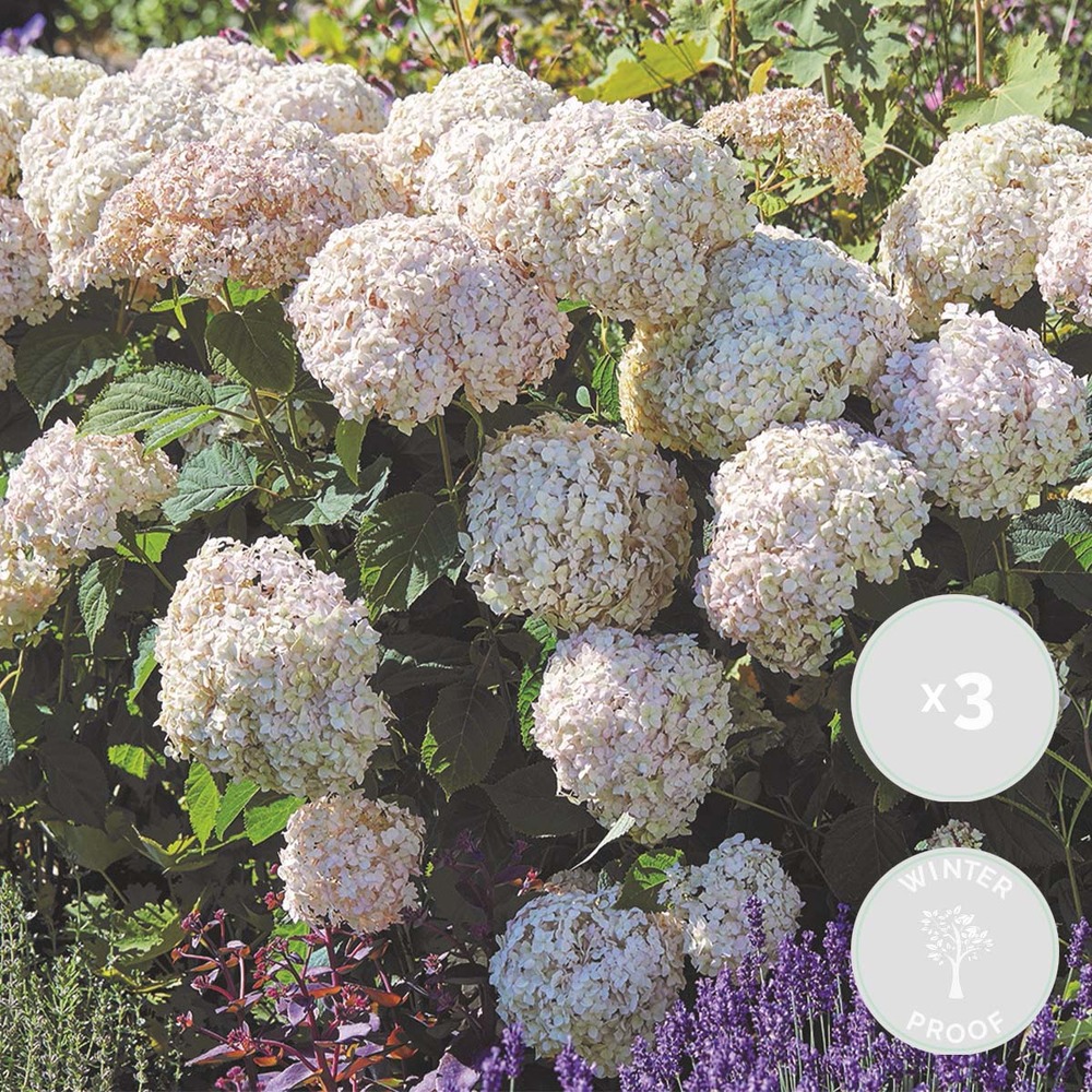 3x hortensia 'candybelle marshmallow' - hortensia - arbuste - rustique ...