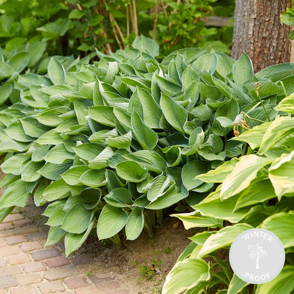 Hosta sieboldiana 'elegans' - lys coeur - vivace - rustique – ⌀9 cm - ↕ ...