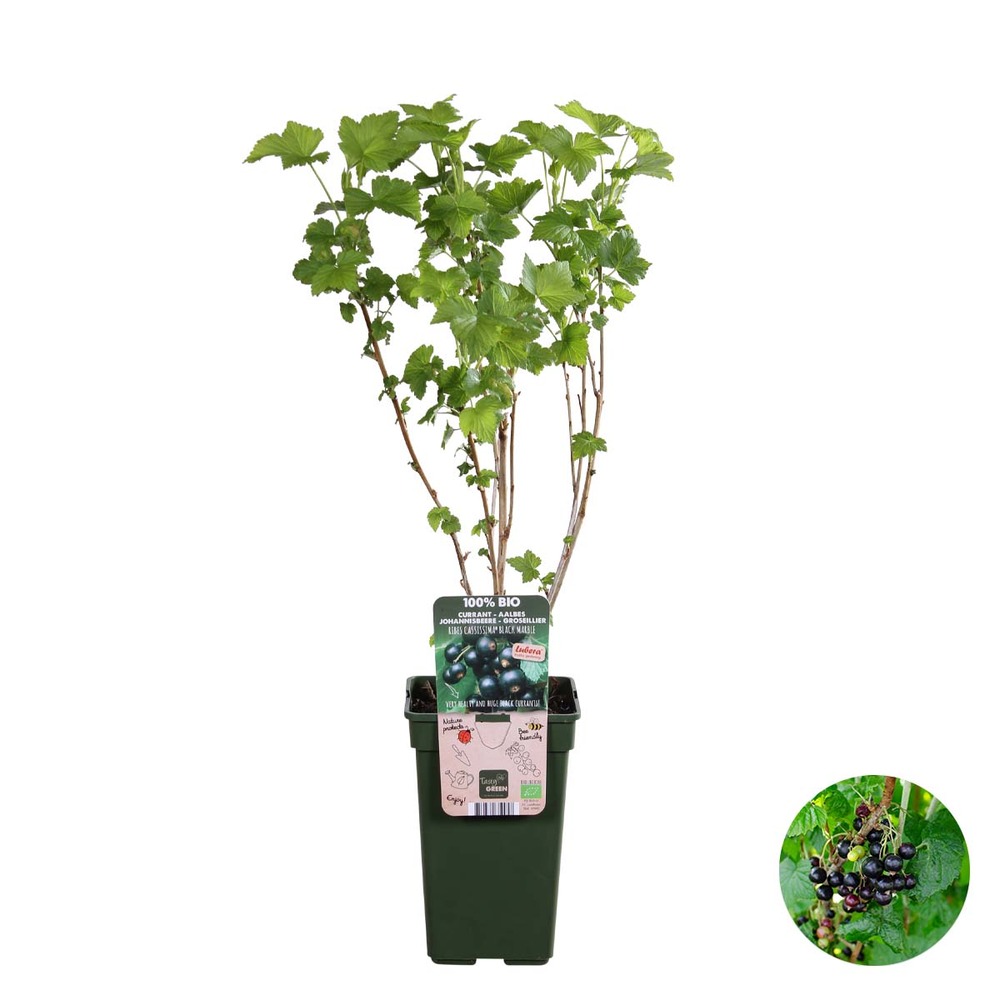 Ribes nigrum `black marble' – groseille – arbre fruitier – facile d ...