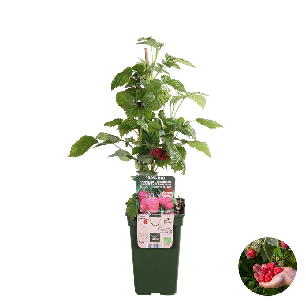 Rubus ideaus suguna red – framboisier – arbre fruitier – facile d ...