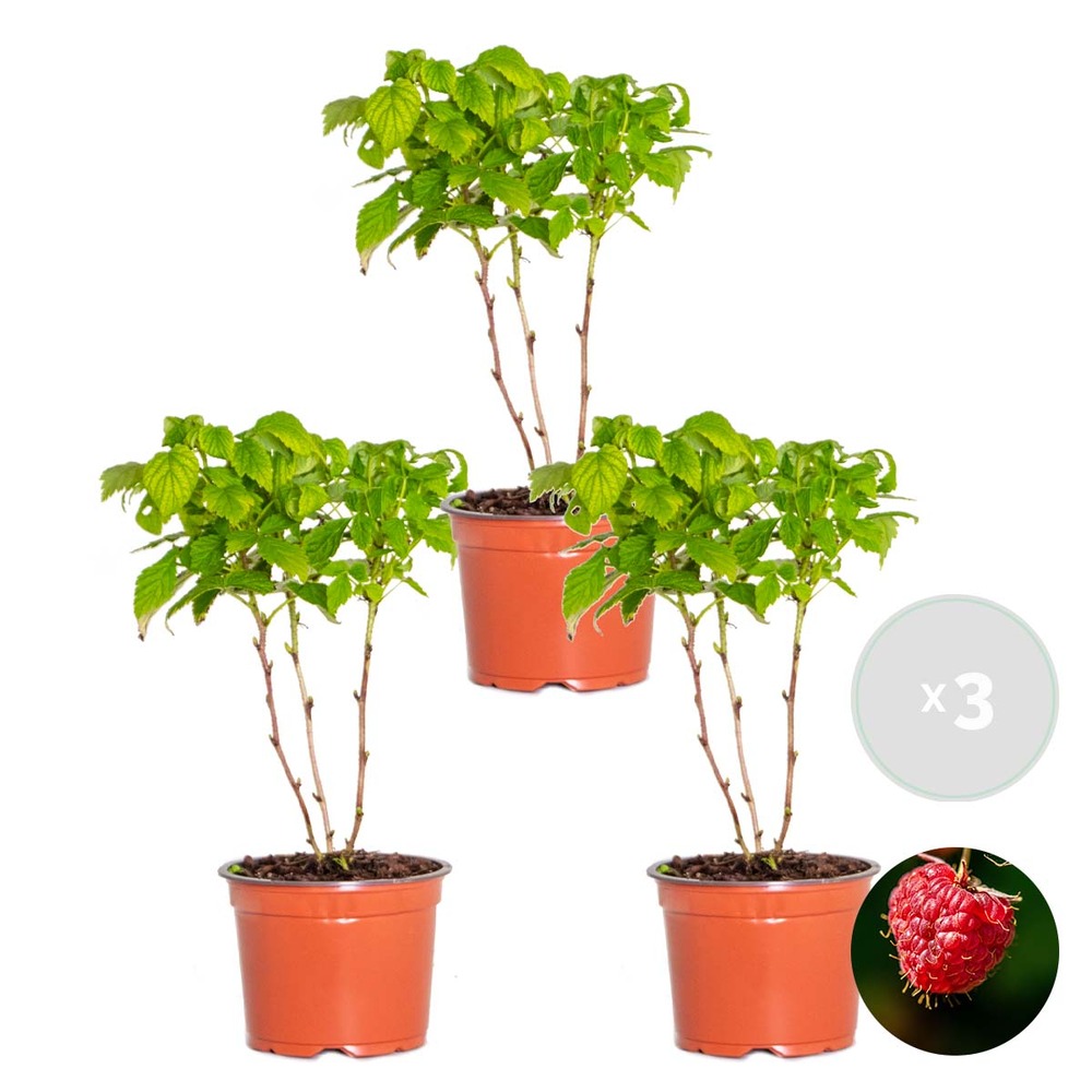 3x rubus 'bonbonberry yummy' - mini framboisier - arbre fruitier ...