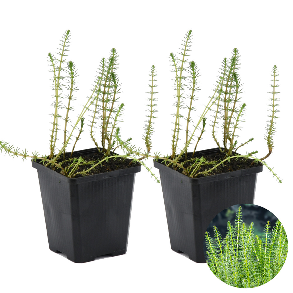 2x hippuris vulgaris – lidsteng – entretien facile – zone 2t/m5 – ⌀11cm ...