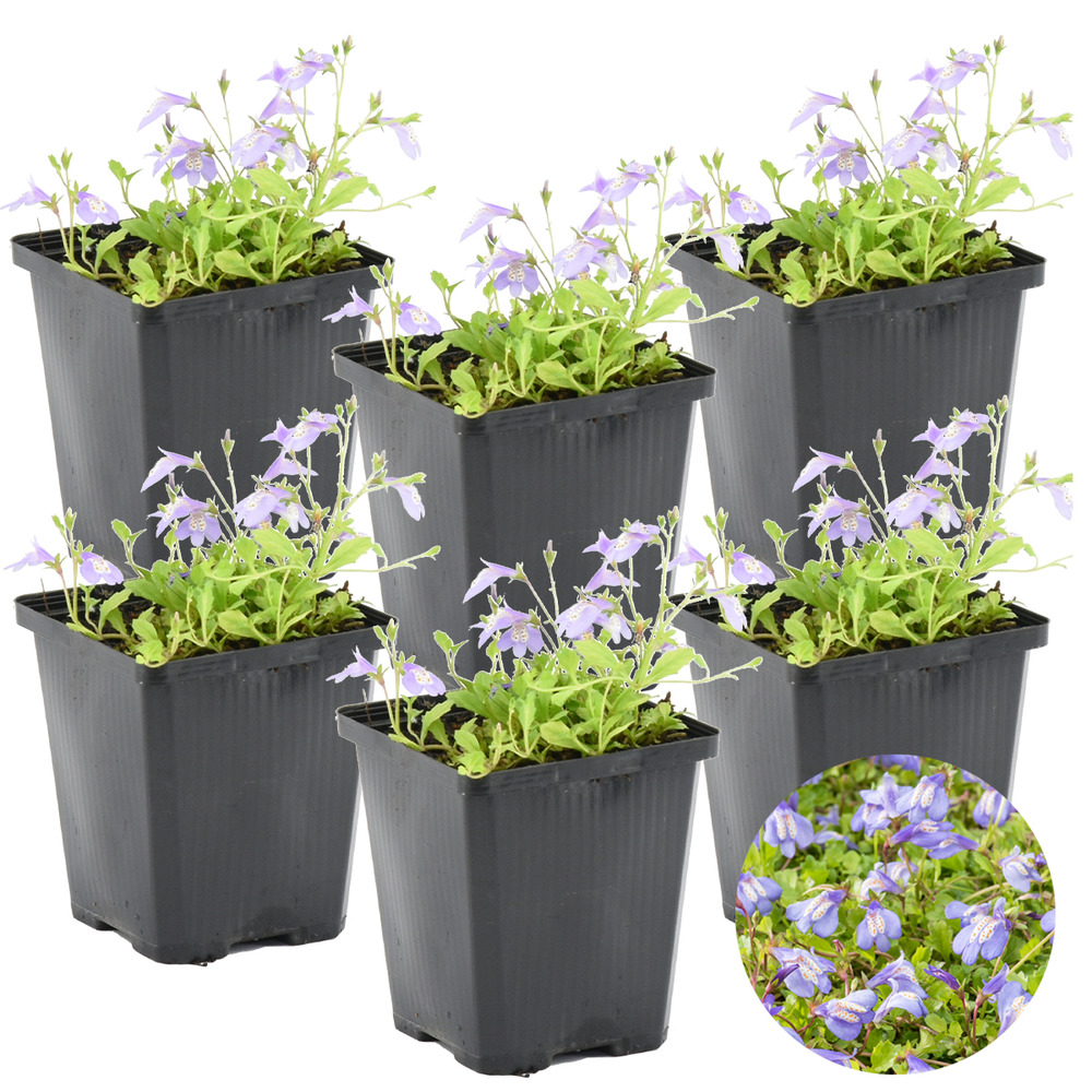 6x mazus reptans – blue mazus – plante de bassin – couvre-sol – zone 1/ ...