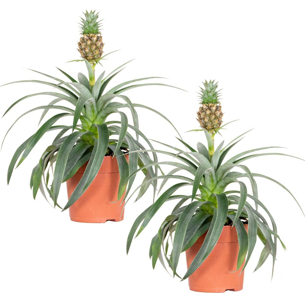2x ananas comosus 'mi amigo' – plant d'ananas – peu d'entretien – ⌀12 cm – ↕30-40 cm | Truffaut