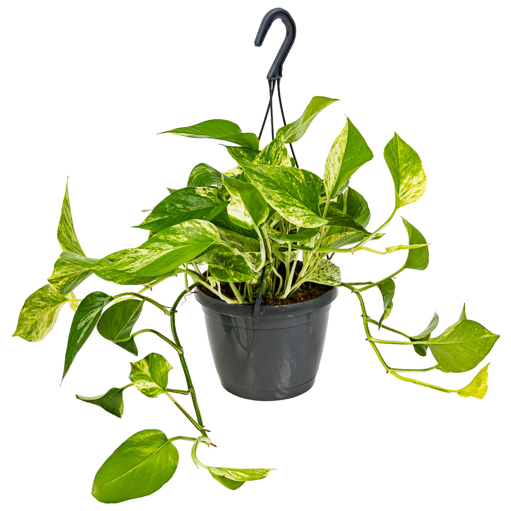 Scindapsus marble queen – dragon ivy – plante suspendue – ⌀17 cm - ↕35 ...