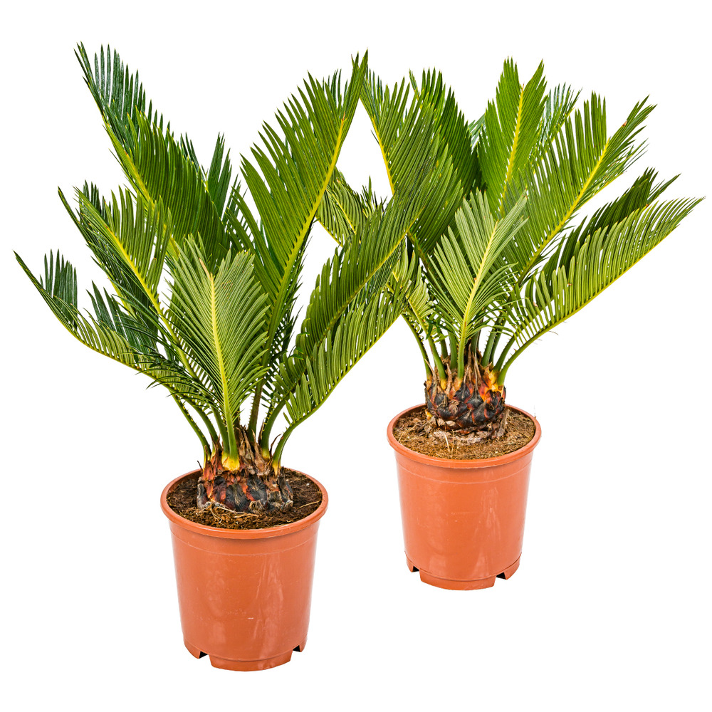 2x cycas revoluta – peace palm – palmier – facile d'entretien - ⌀12 cm ...
