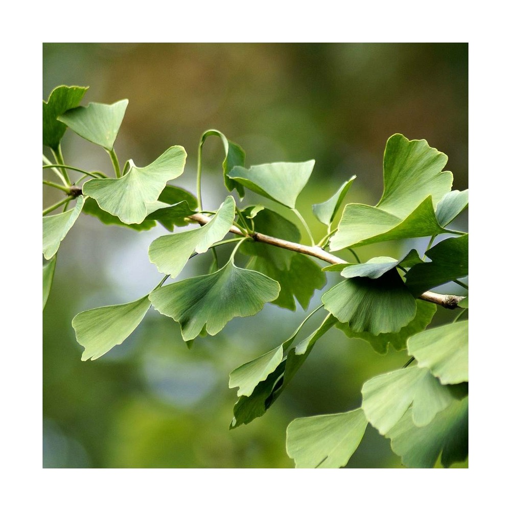 Arbre aux 40 écus biloba andré briant® 'brivingtetun'/ginkgo biloba ...