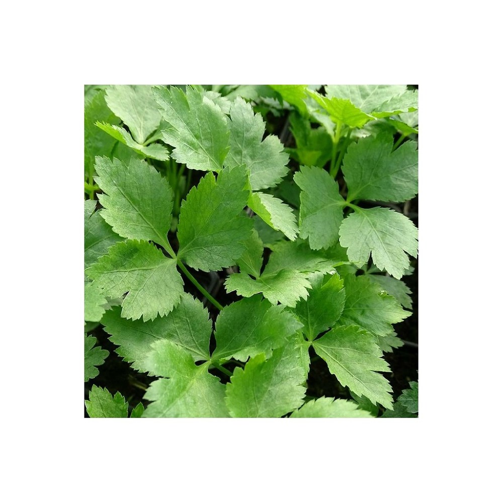 Persil japonais/cryptotaenia japonica[-]lot de 3 godets | Truffaut