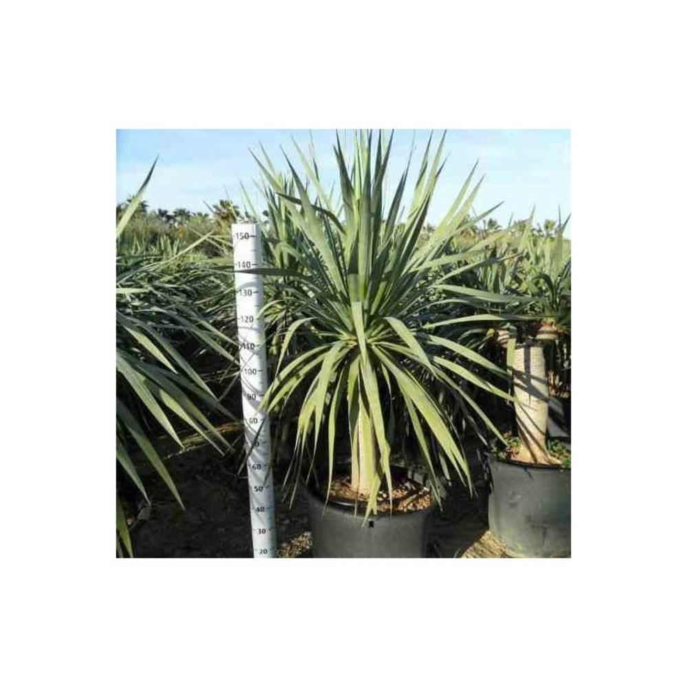 Dracaena draco (dragonnier des canaries) taille pot 100l -100/125cm ...