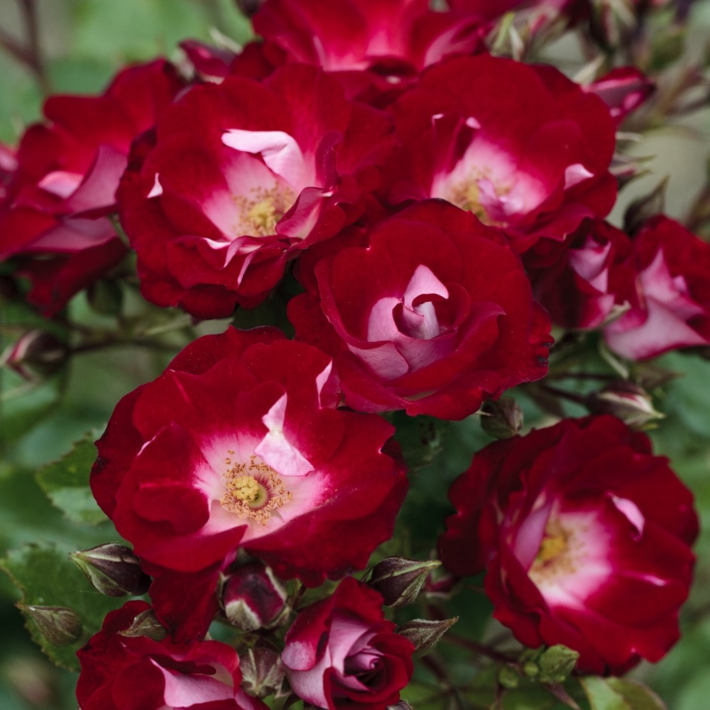 Rosier lovita ® ii meimasula avec motte | Truffaut