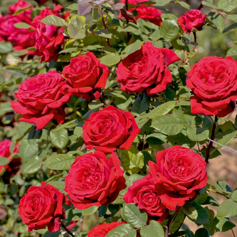 Rosier grimpant botero ® meiafonesar le pot de 3l | Truffaut