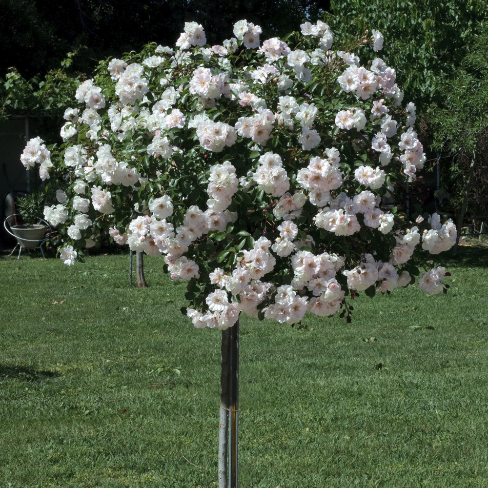 Rosier pleureur ice meillandecor ® meivahyn avec motte | Truffaut