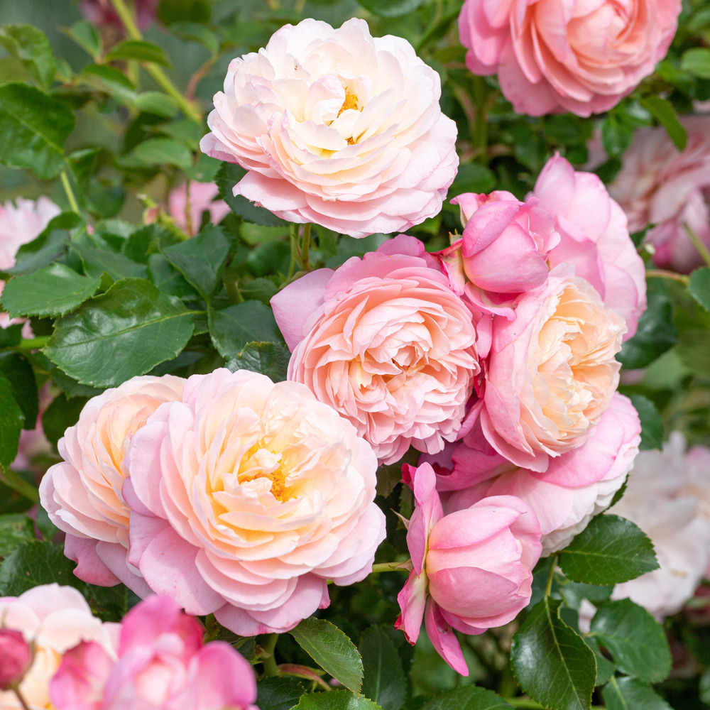 Rosier grimpant david hockney ® meibritty sans motte | Truffaut