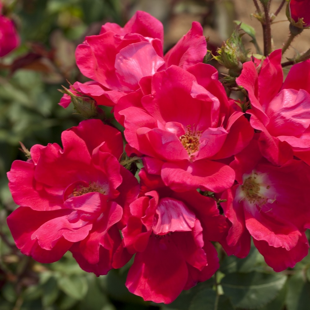 Rosier demi-tige knock out ® radrazz racine nue | Truffaut