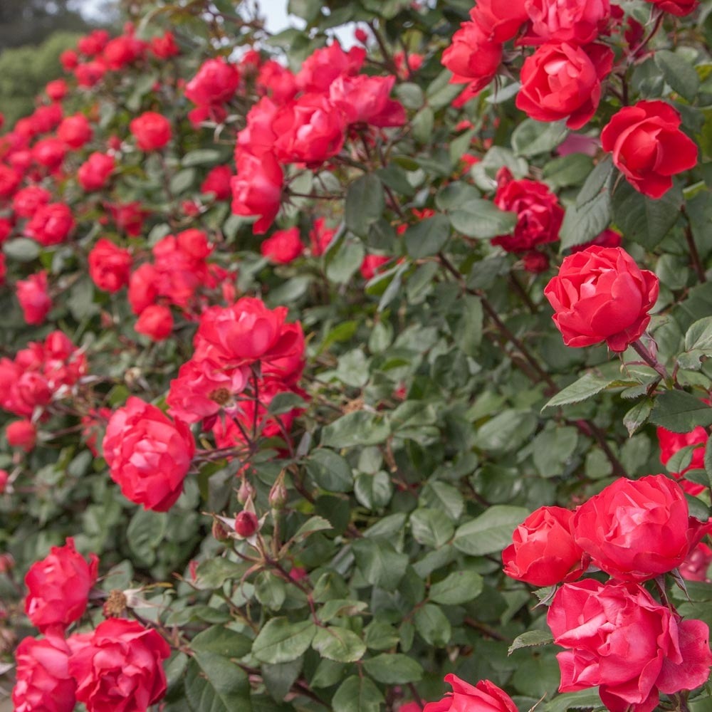 Rosier cherry bonica ® meipeporia avec motte | Truffaut