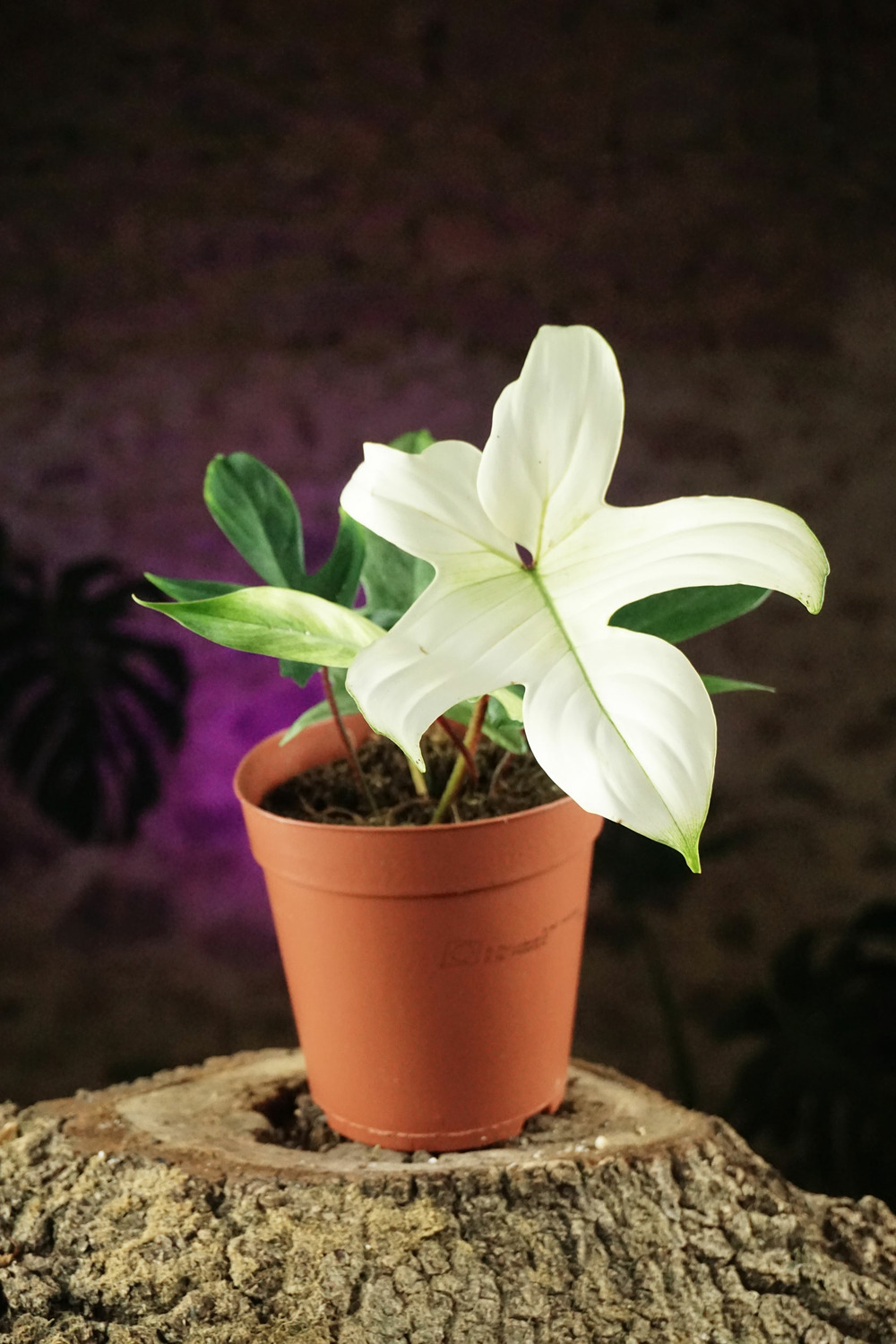 Philodendron florida ghost | Truffaut