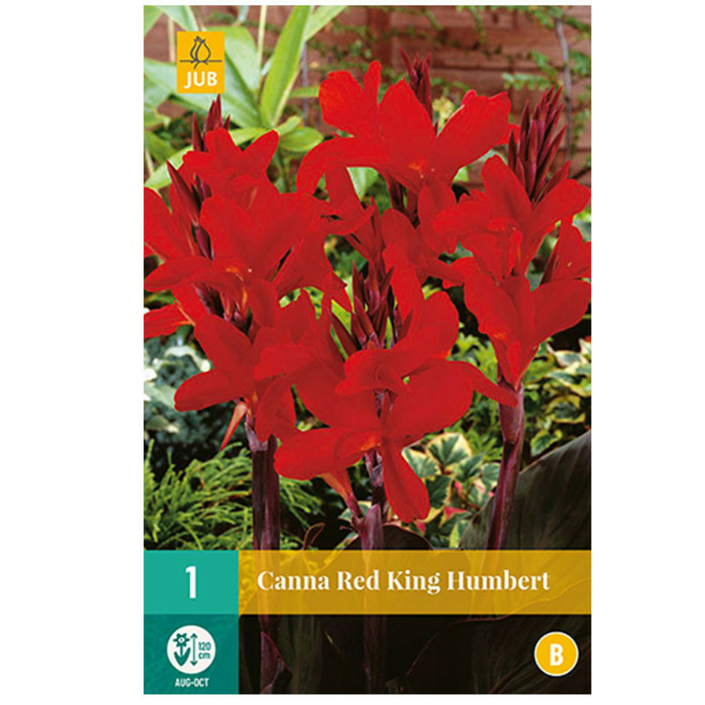 1 canna red king humbert | Truffaut