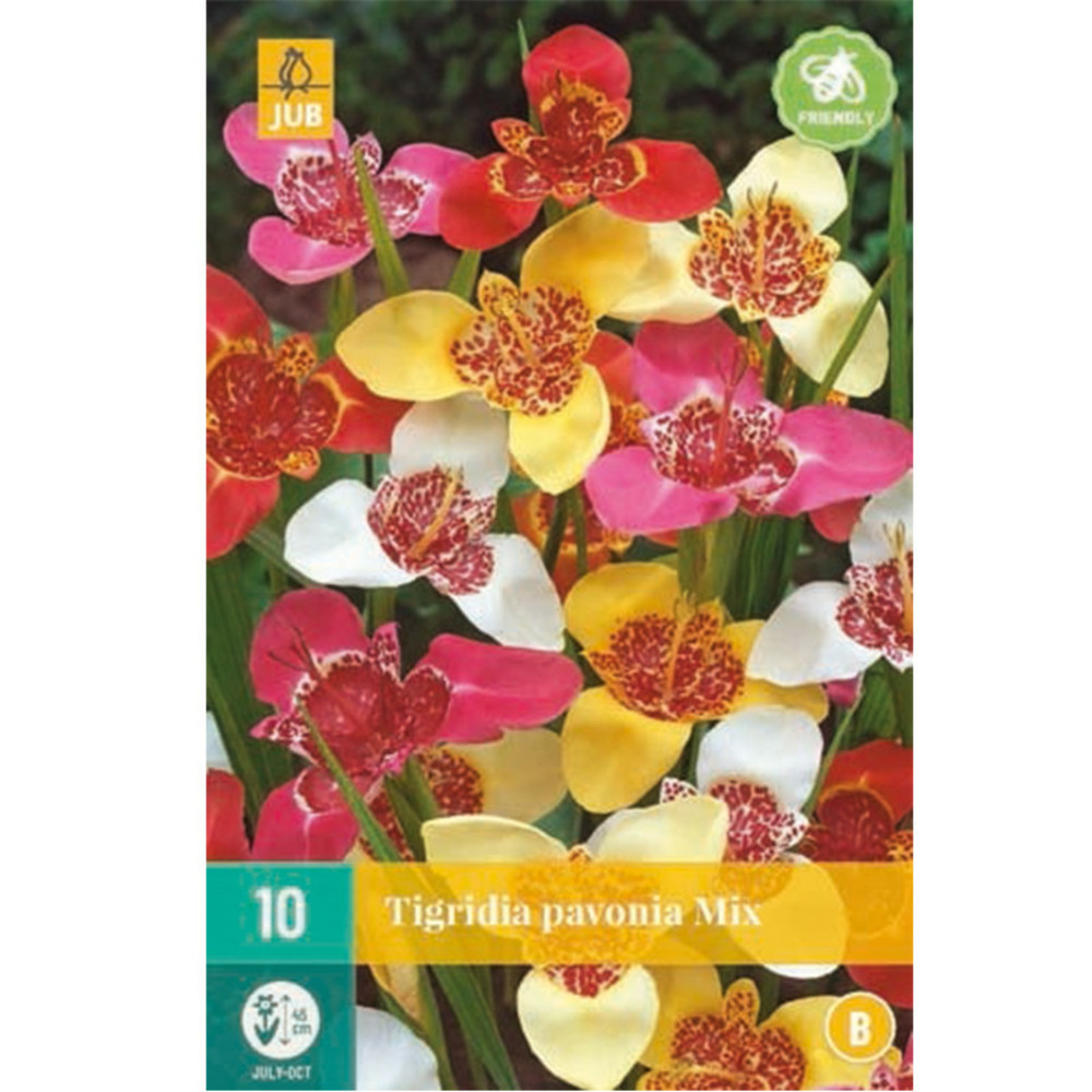 Mix de 10 tigridia pavonia | Truffaut
