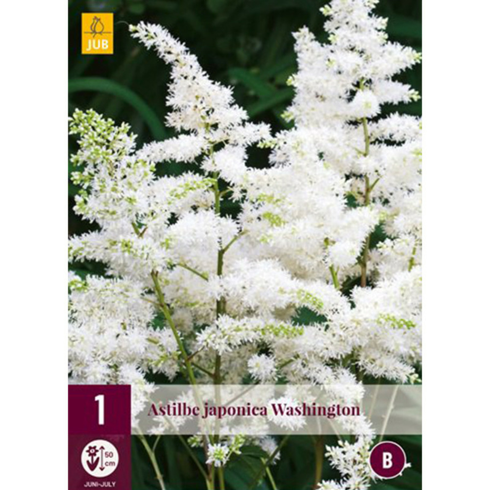 1 astilbe japonica washington | Truffaut