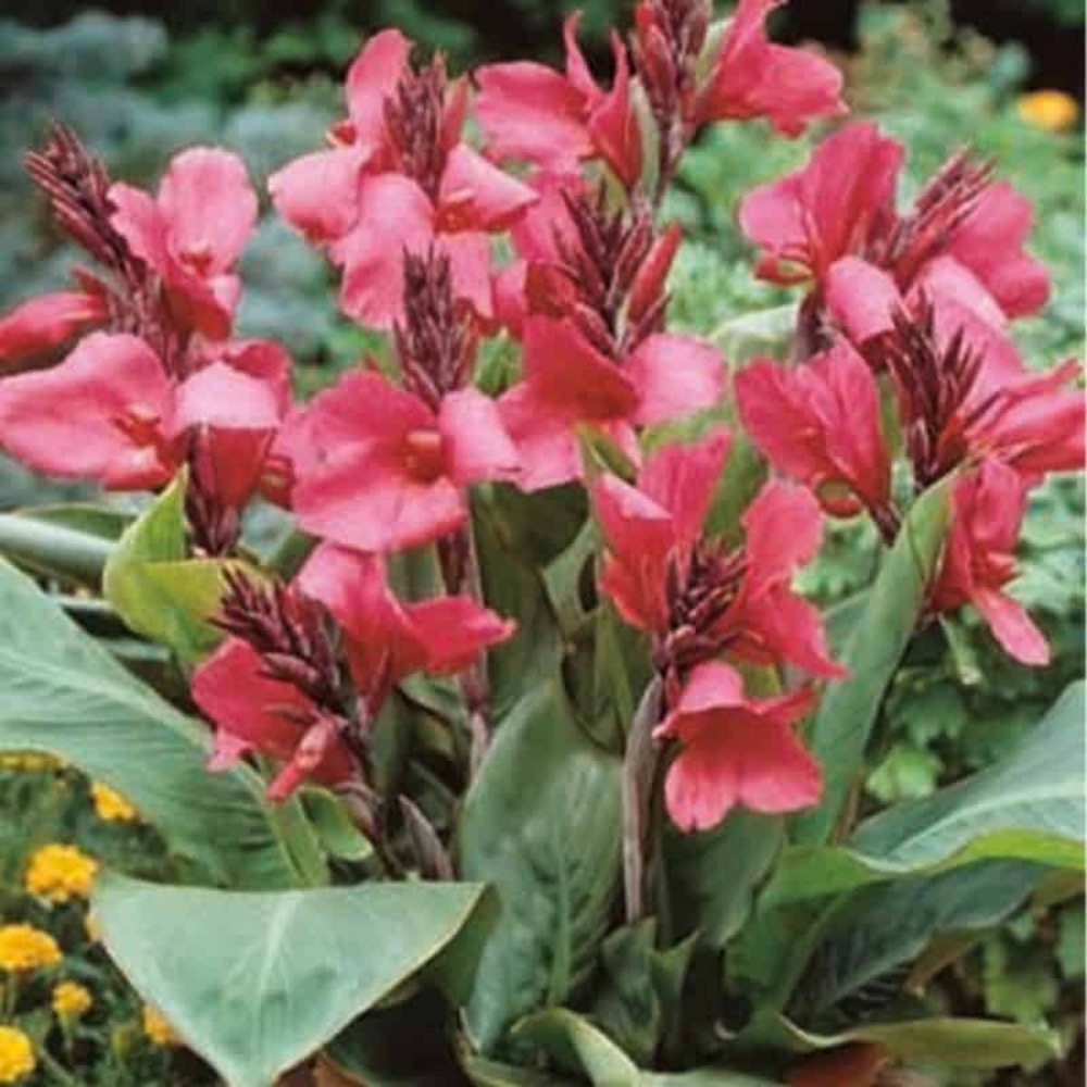 1 canna mini orchid beauty | Truffaut