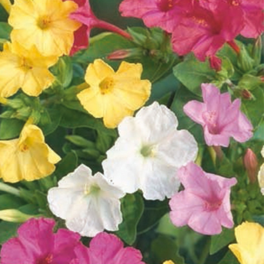 5 mirabilis japala | Truffaut