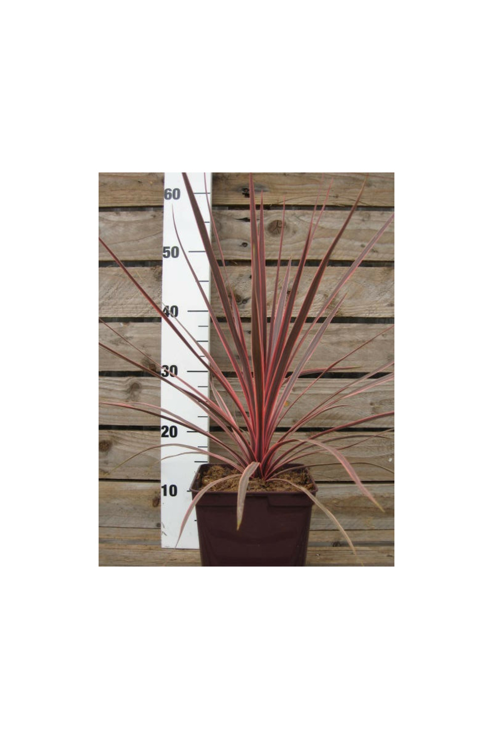 Cordyline 'charlie boy' - pot de 3 litres | Truffaut