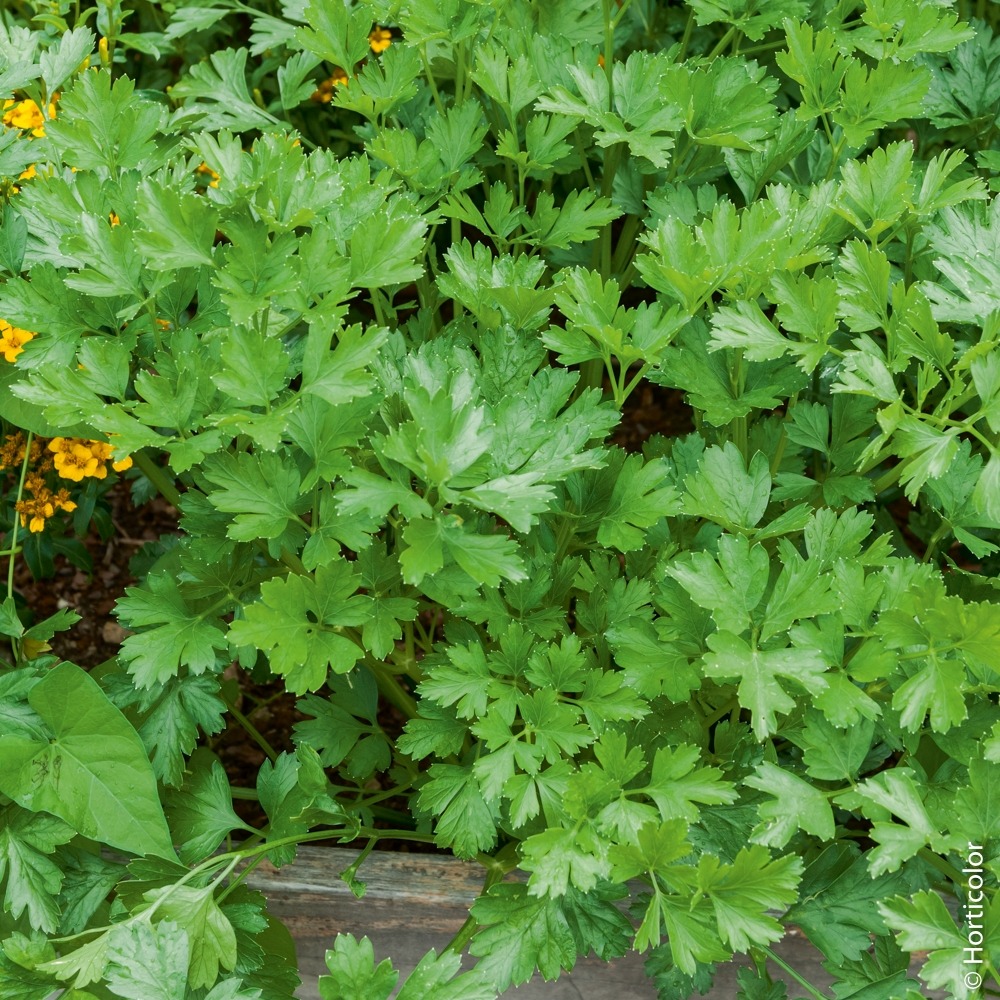 Persil à feuilles géant d'italie le sachet économique | Truffaut