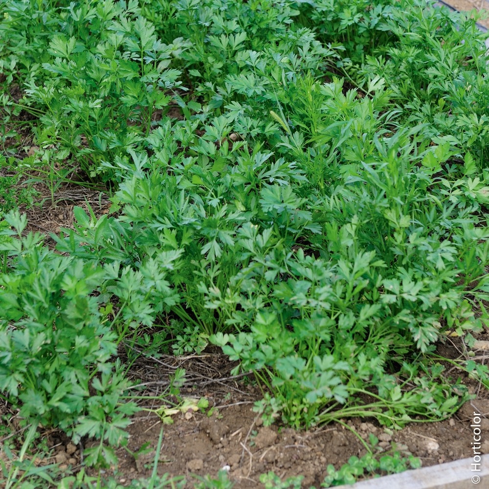 Persil à feuilles commun 2 le sachet économique | Truffaut