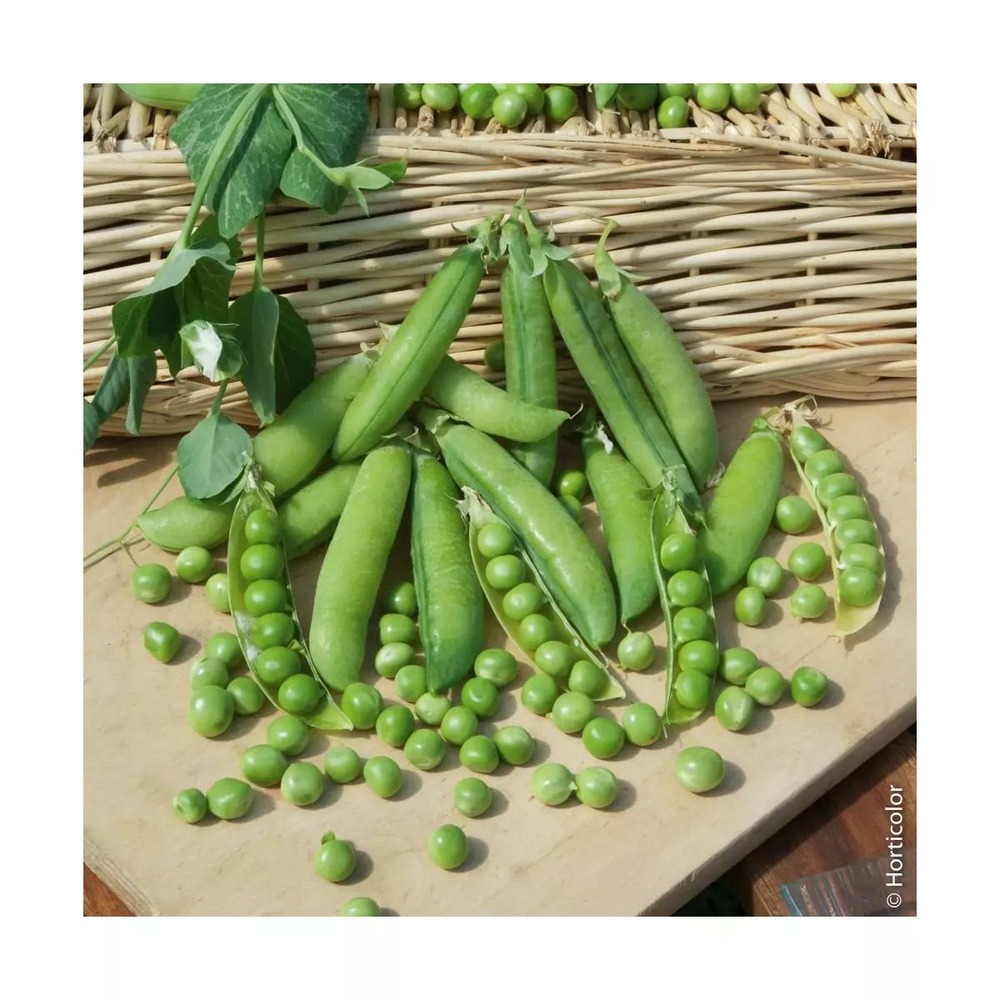 "Culture de pois à rames : conseils et astuces"