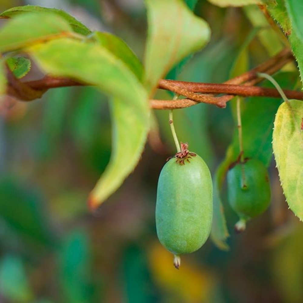 Kiwaï autofertile 'vitikiwi®' - actinidia arguta 3l | Truffaut