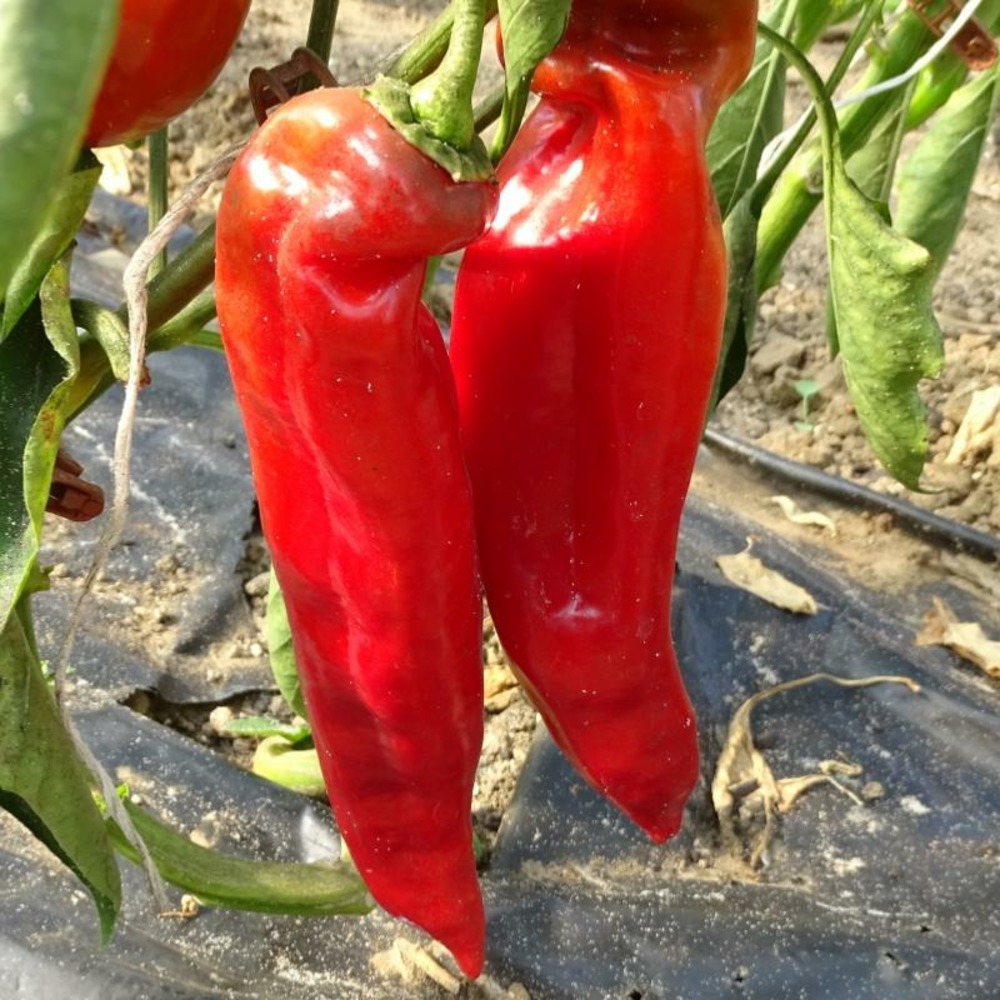 Plant poivron corno di toro rouge bio - lot de 4 | Truffaut