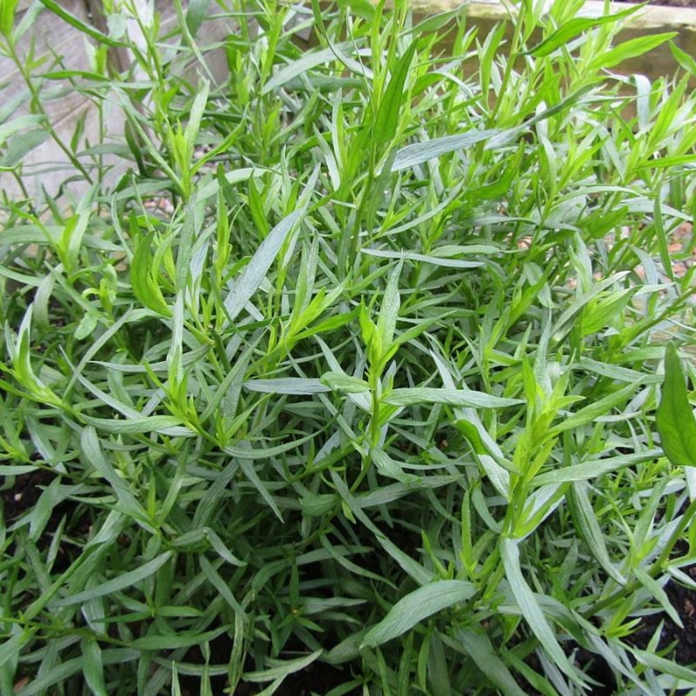 Plant estragon bio - lot de 8 (livraison offerte) | Truffaut
