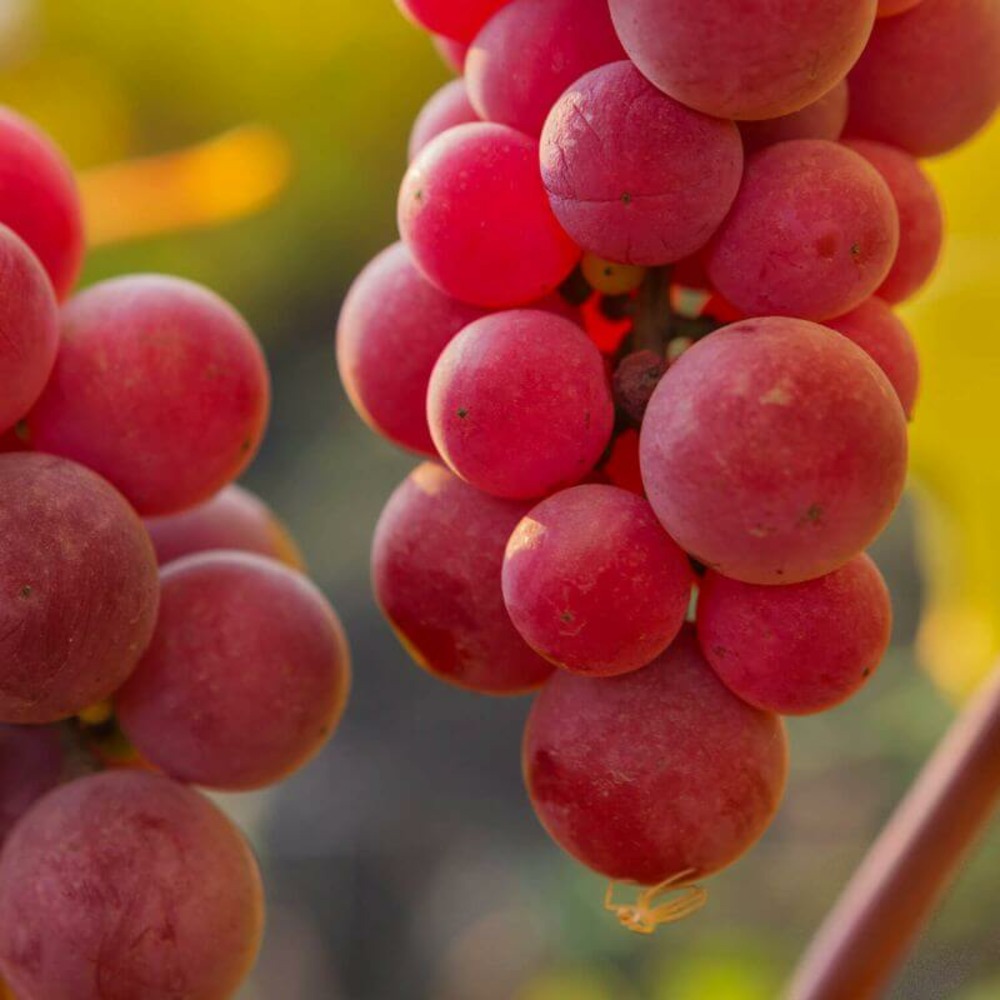 Vigne 'chasselas rosé' - conteneur 3l | Truffaut