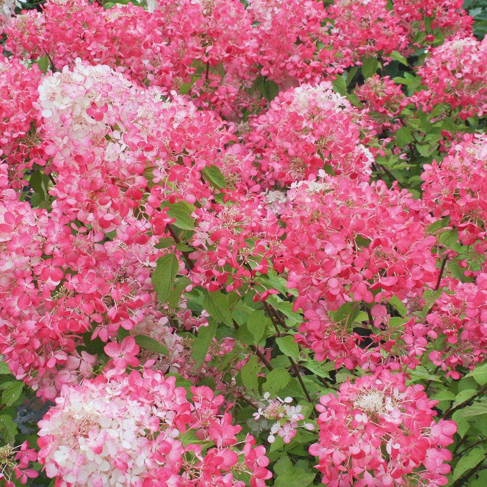 Hortensia paniculé ou hydrangea paniculata diamant rouge ® rendia le ...
