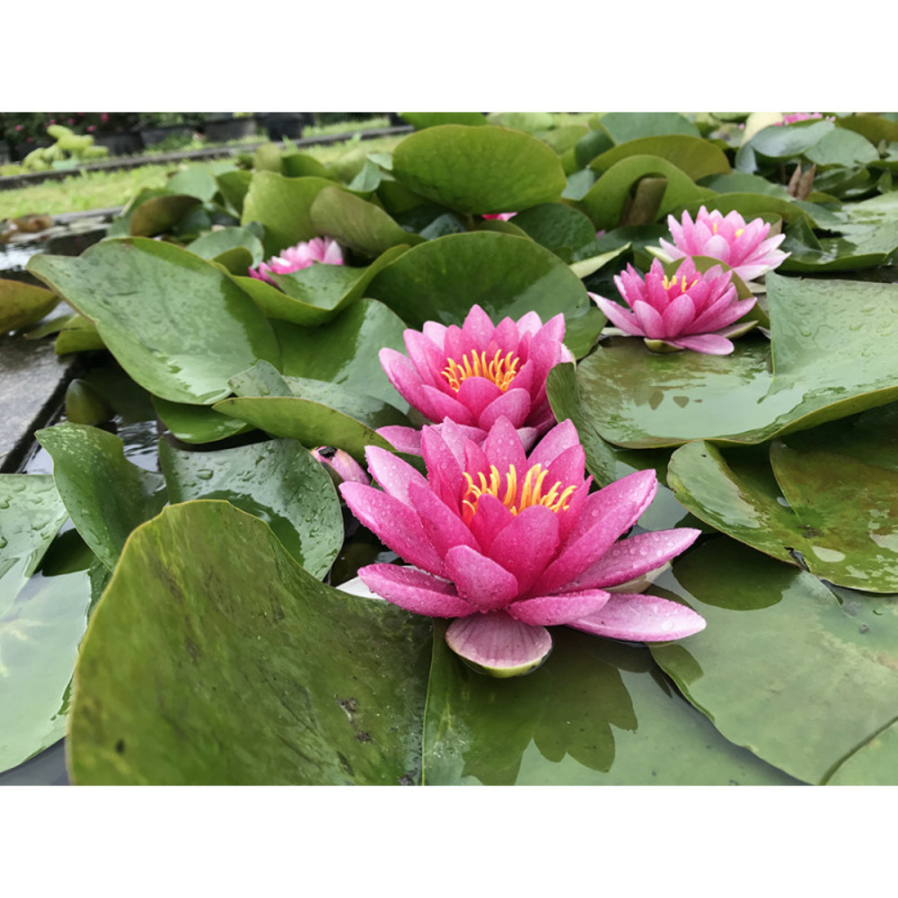 Nymphaea 'picciola' | Truffaut