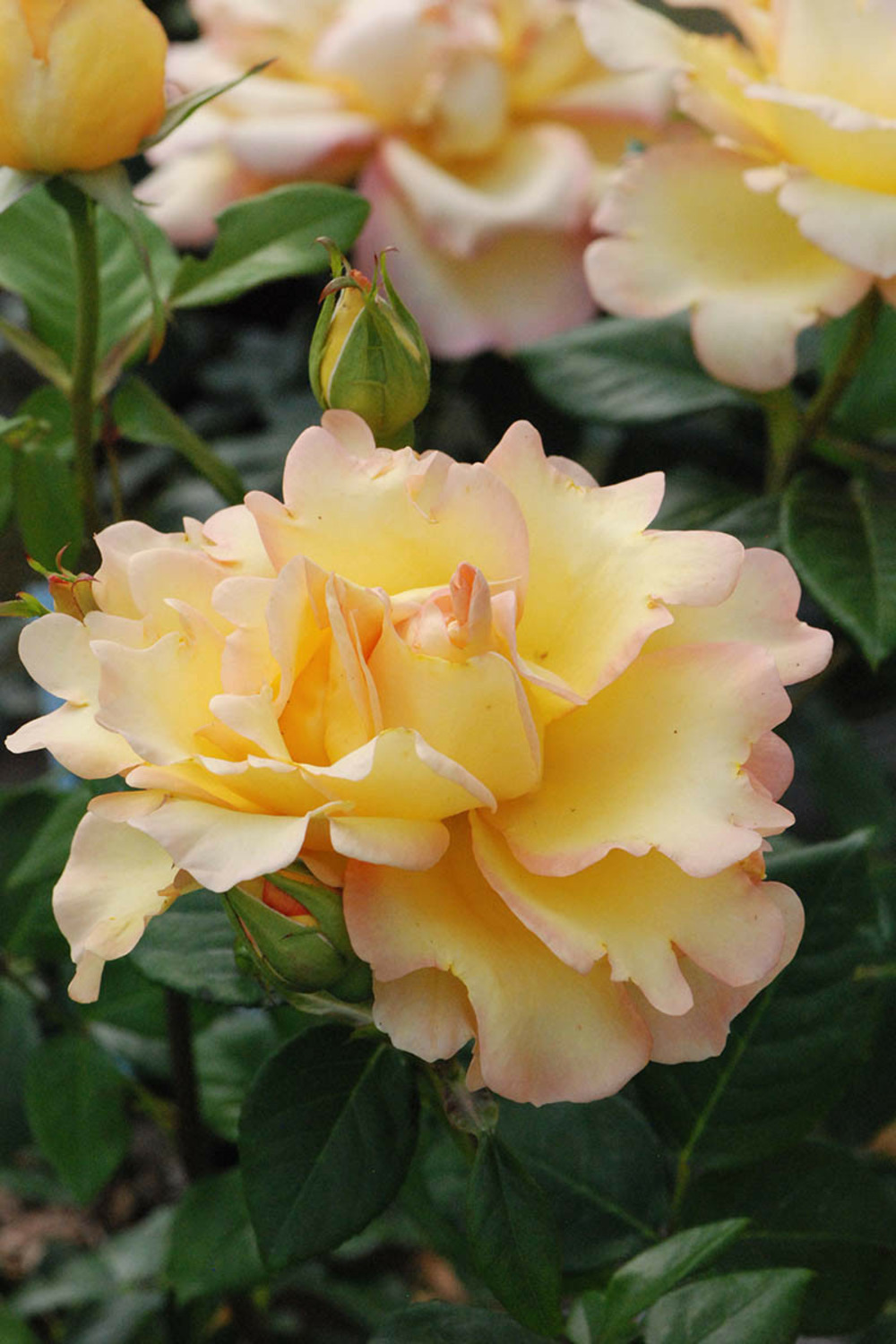 Rosier meilland 'summer time' ? - en pot de 5 litres | Truffaut