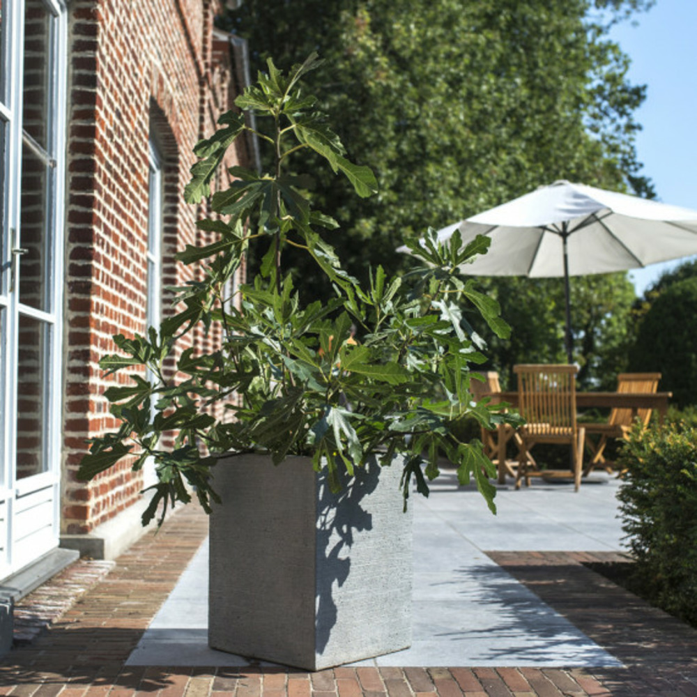 Figuier nain figality ® 'little miss figgy' gamme fruitality ® | Truffaut