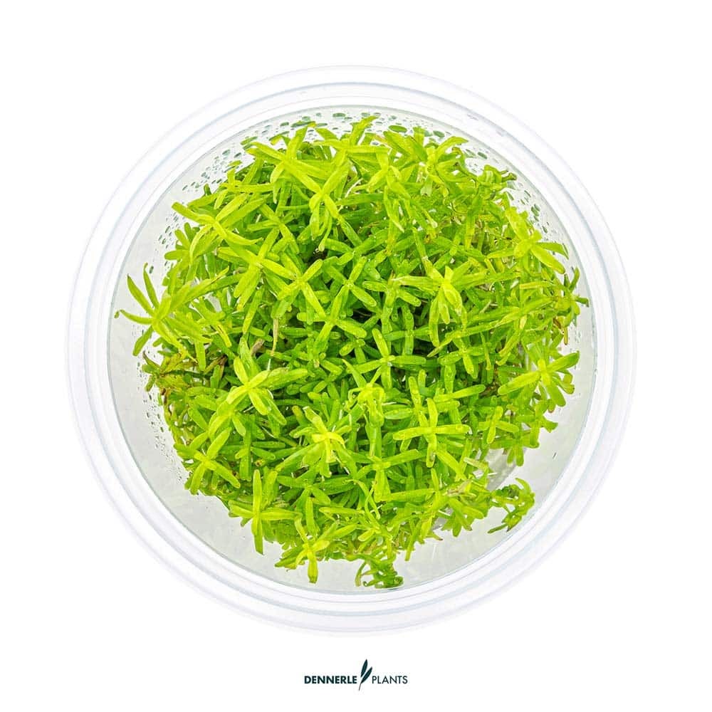 Rotala sp wayanad in vitro | Truffaut
