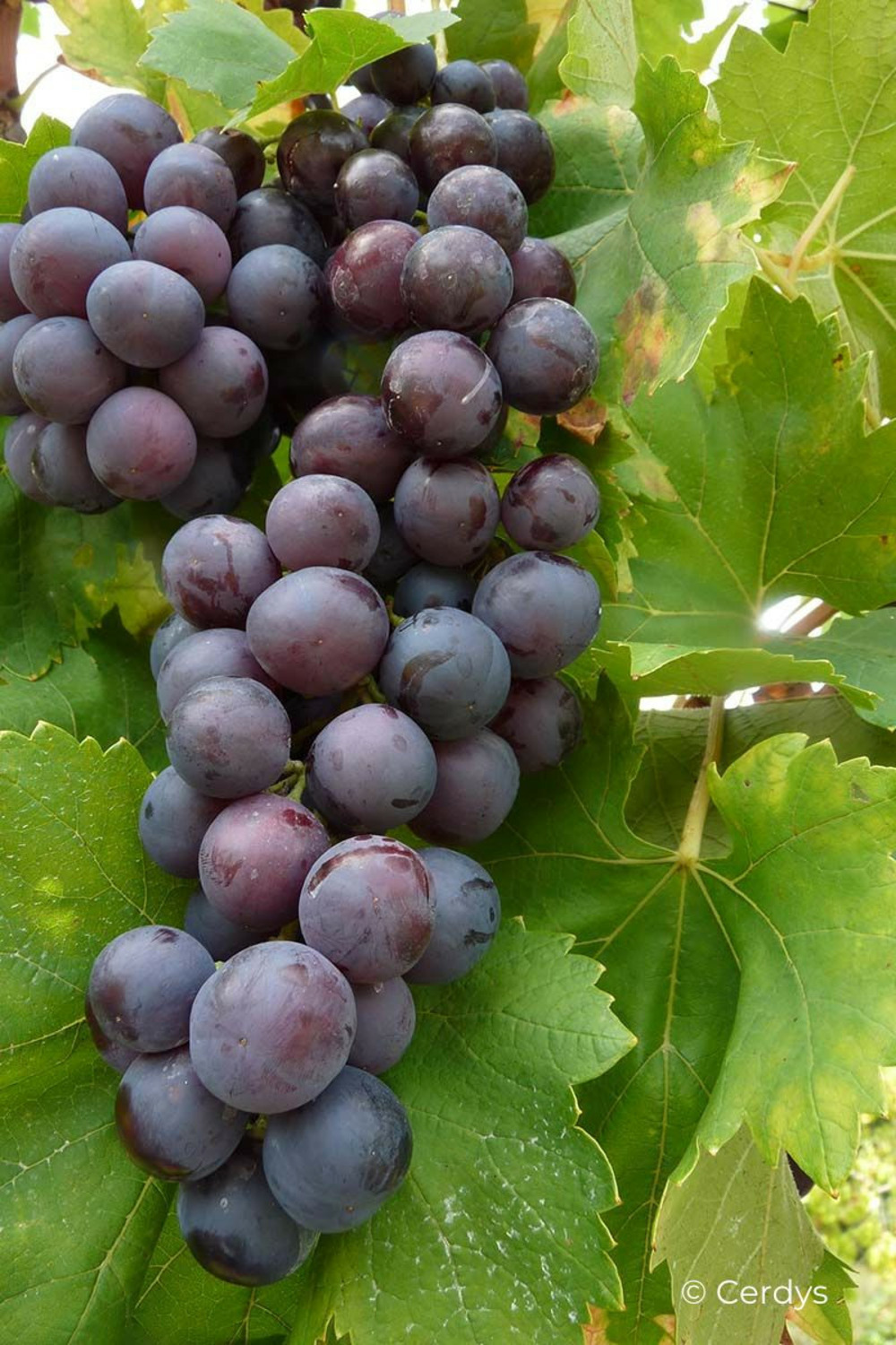 Cultiver la vigne cardinal : conseils et astuces.