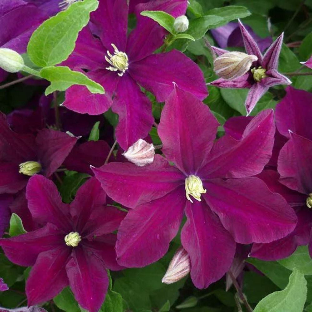 Clématite 'warszawska nike' - clematis 3l | Truffaut